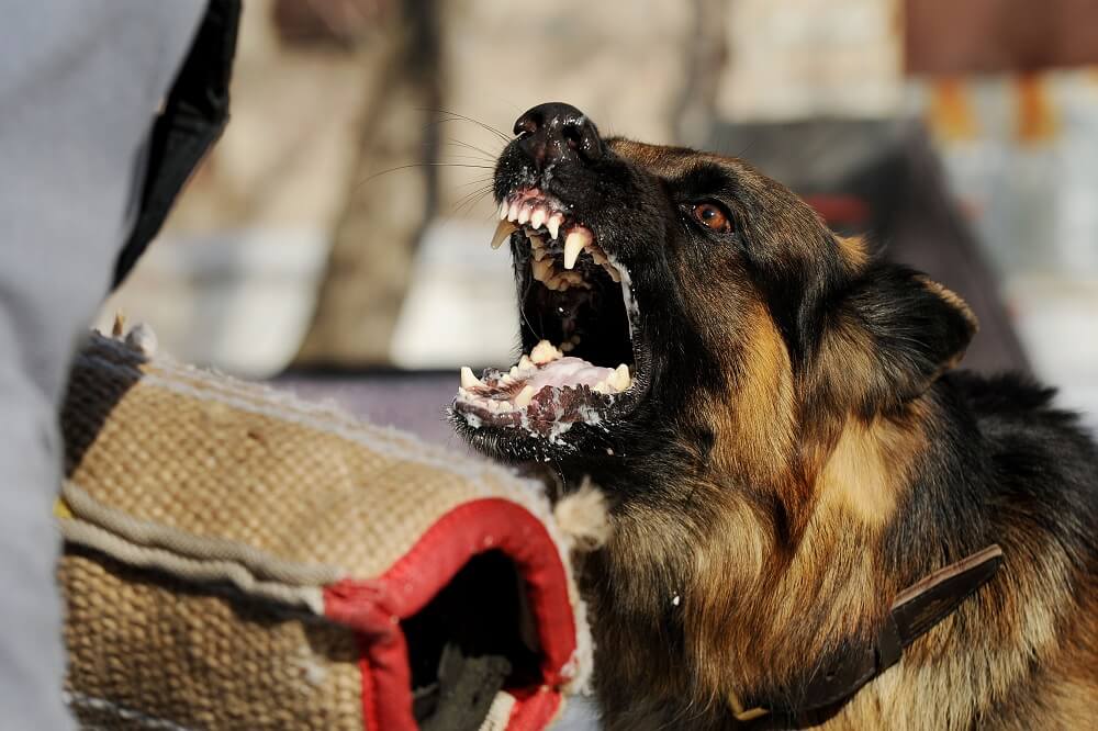 German Shepherd Attack Victims